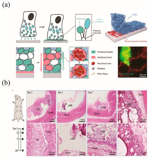 Molecules | Free Full-Text | Chitosan-Based Hemostatic Hydrogels: The Concept, Mechanism ...