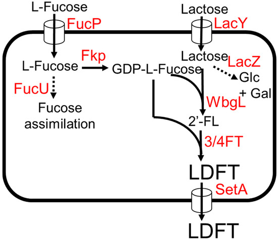 Microbial Production of Human Milk Oligosaccharides