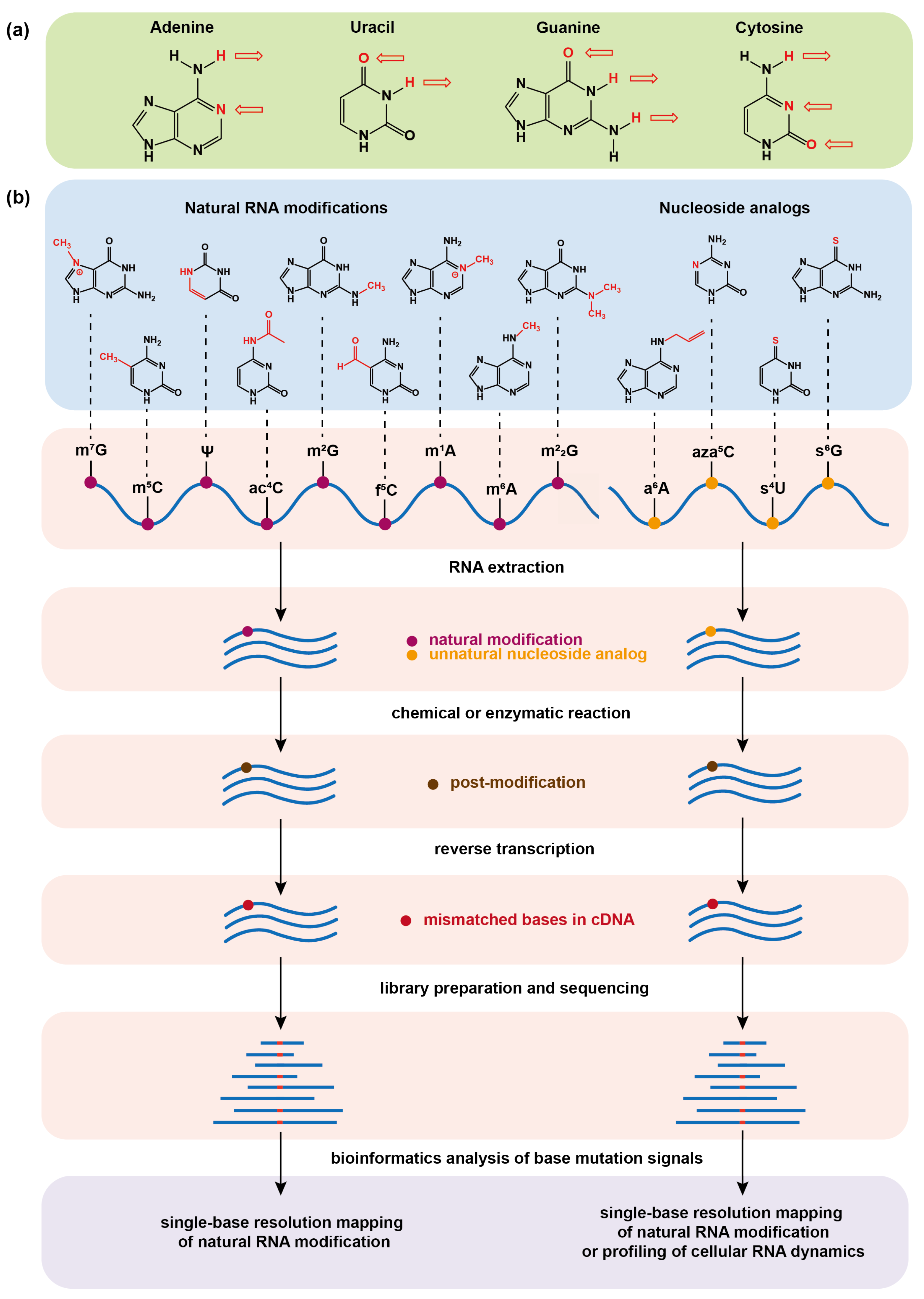 Molecules | Free Full-Text | Determining RNA Natural Modifications and Nucleoside Analog-Labeled ...