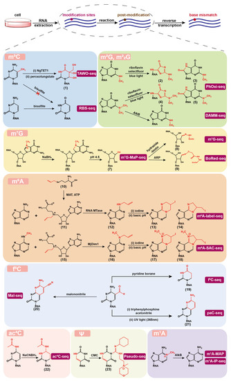 Determining RNA Natural Modifications and Nucleoside Analog-Labeled ...
