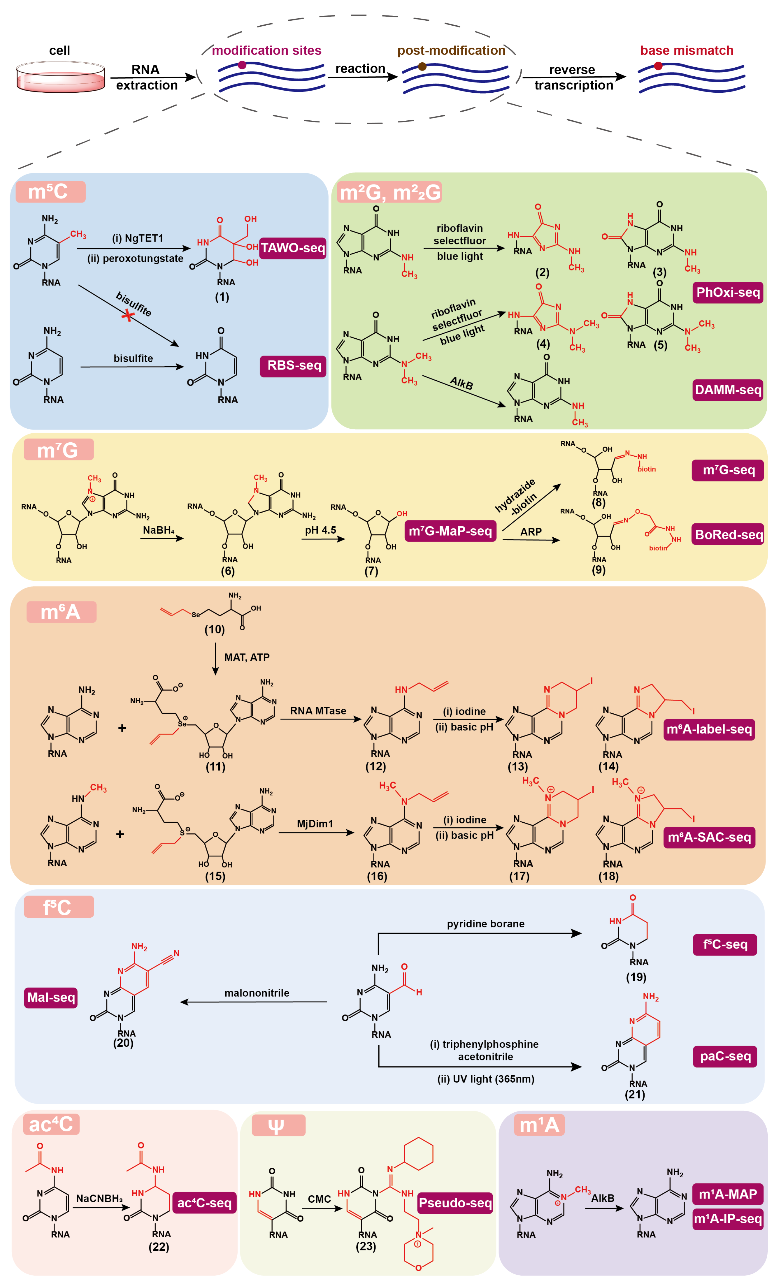 Molecules | Free Full-Text | Determining RNA Natural Modifications and Nucleoside Analog-Labeled ...