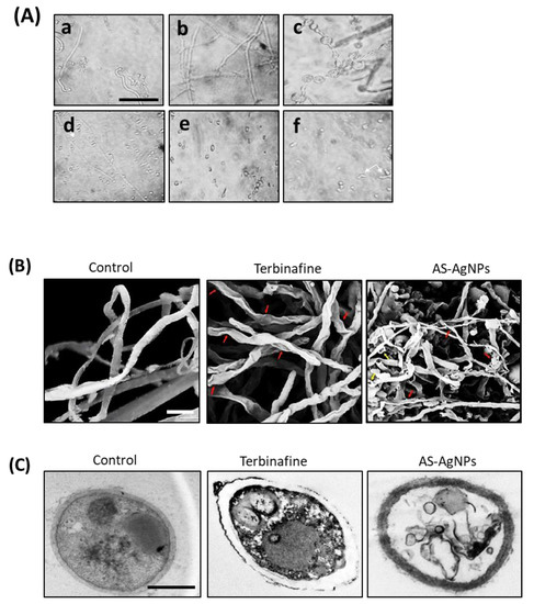 Molecules | Free Full-Text | Potential Treatment of Dermatophyte ...