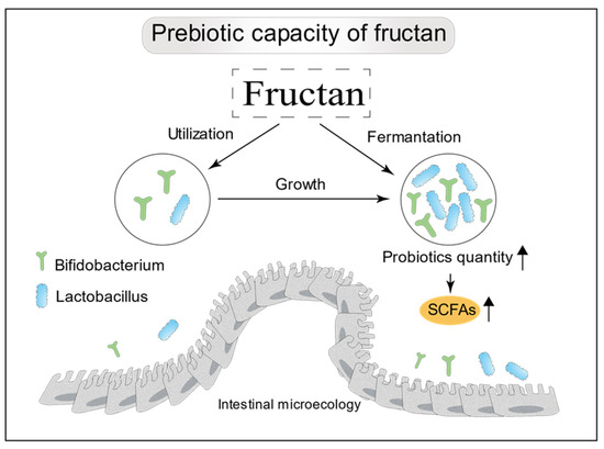 Preparation, Structural Characterisation, and Bioactivities of Fructans ...