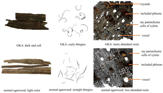 Comprehensive Comparisons between Grafted Kynam Agarwood and Normal ...