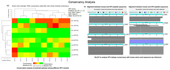 Experimental Validation of MHC Class I and II Peptide-Based Potential ...