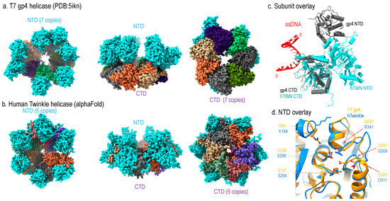 Structural and Molecular Basis for Mitochondrial DNA Replication and ...