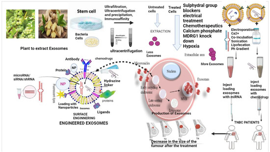 Critical Review on the Different Roles of Exosomes in TNBC and Exosomal ...