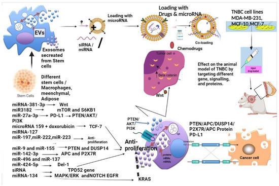 Critical Review on the Different Roles of Exosomes in TNBC and Exosomal ...