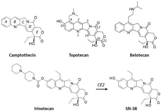 Interaction of Camptothecin Anticancer Drugs with Ribosomal Proteins ...