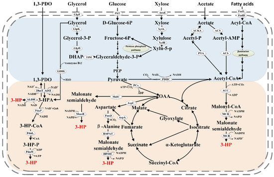 Molecules | Free Full-Text | Production of 3-Hydroxypropionic Acid from ...