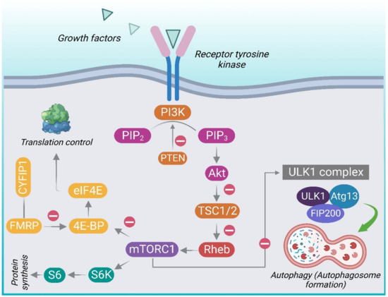 mTOR Signaling Disruption and Its Association with the Development of ...