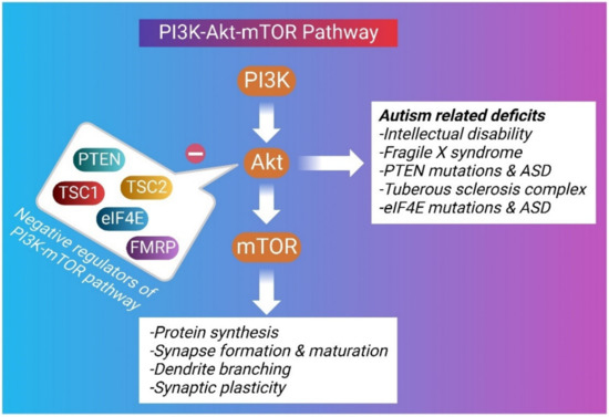 mTOR Signaling Disruption and Its Association with the Development of ...