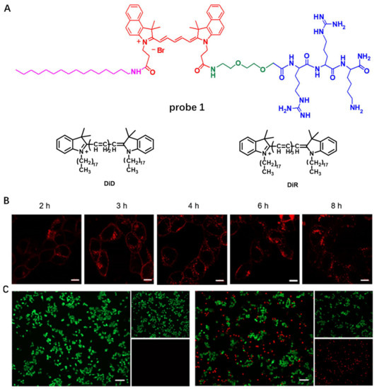 Molecular Engineering of Near-Infrared Fluorescent Probes for Cell ...