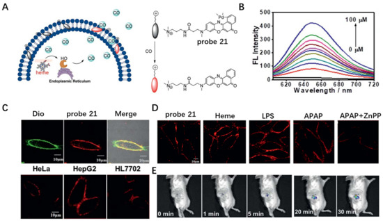 Molecular Engineering of Near-Infrared Fluorescent Probes for Cell ...