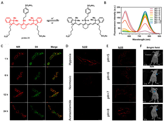 Molecular Engineering of Near-Infrared Fluorescent Probes for Cell ...
