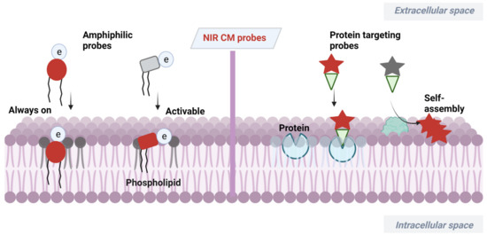 Molecular Engineering of Near-Infrared Fluorescent Probes for Cell ...