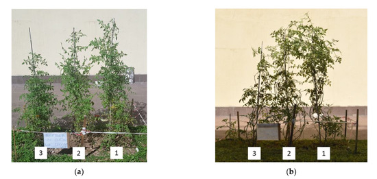 Development of a Xanthan Gum Based Superabsorbent and Water Retaining ...