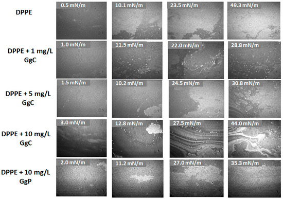 Study of Interactions between Saponin Biosurfactant and Model ...