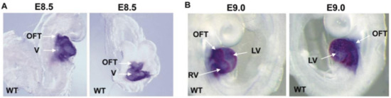 Targeting Epigenetic Changes Mediated by Members of the SMYD Family of ...