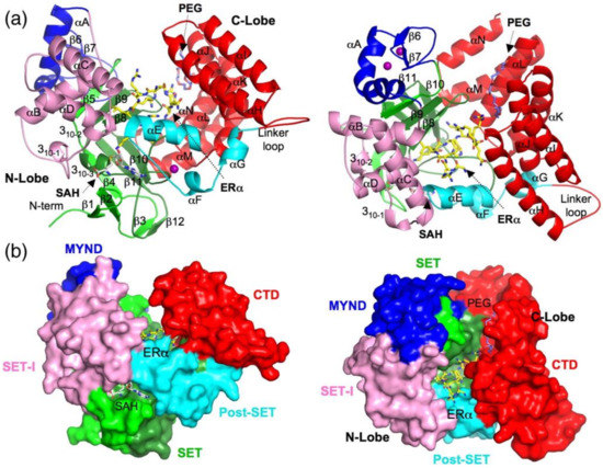 Targeting Epigenetic Changes Mediated by Members of the SMYD Family of ...
