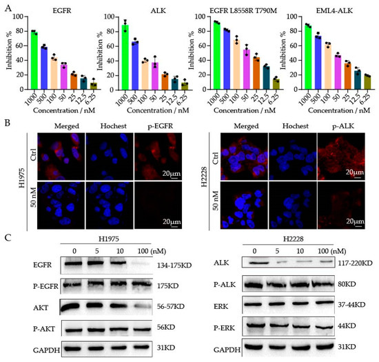 Novel Dual-Target Kinase Inhibitors of EGFR and ALK Were Designed, Synthesized, and Induced Cell ...