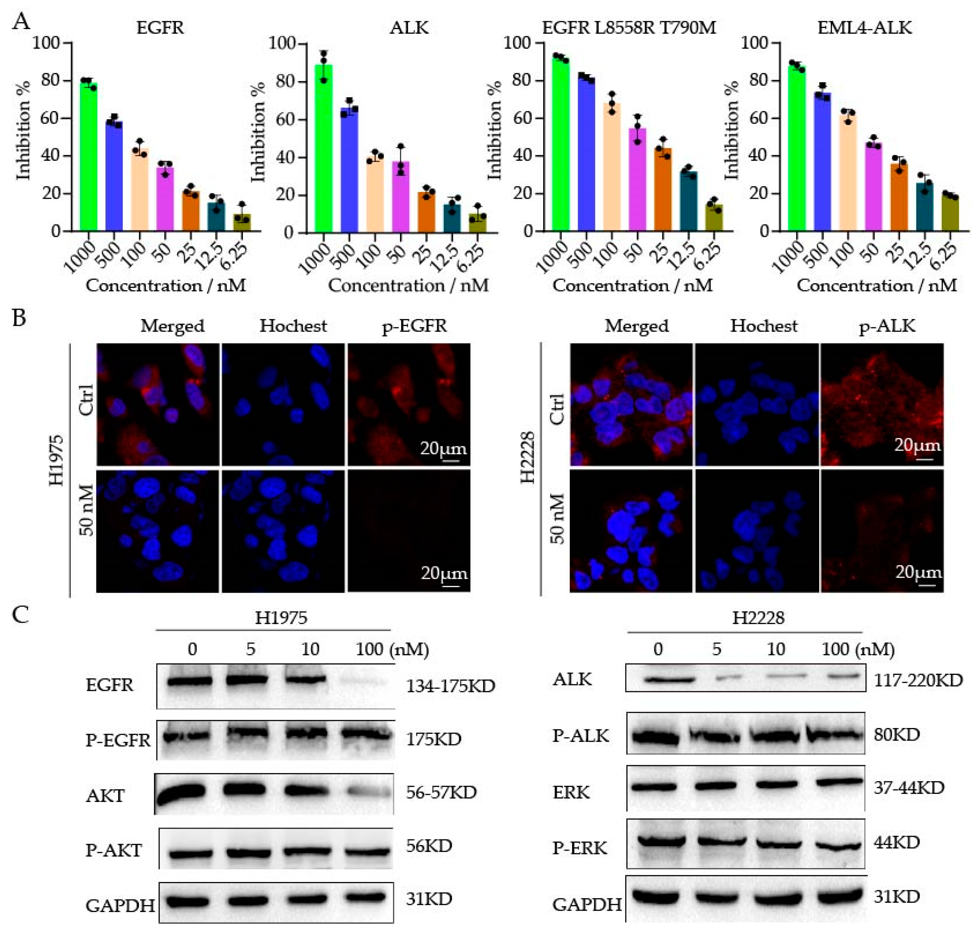 Novel Dual-Target Kinase Inhibitors of EGFR and ALK Were Designed ...