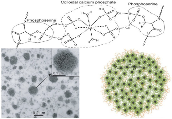 Caseins: Versatility of Their Micellar Organization in Relation to the ...