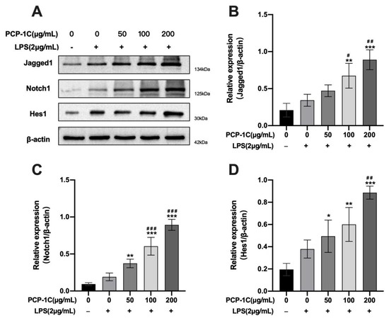 The Effect of Poria cocos Polysaccharide PCP-1C on M1 Macrophage ...