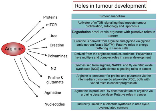 Bench-to-Bedside Studies of Arginine Deprivation in Cancer