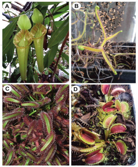 Carnivorous Plants from Nepenthaceae and Droseraceae as a Source of ...