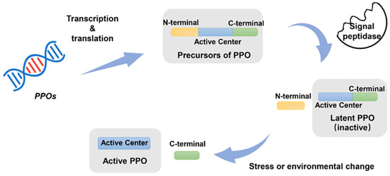 Recent Advances of Polyphenol Oxidases in Plants