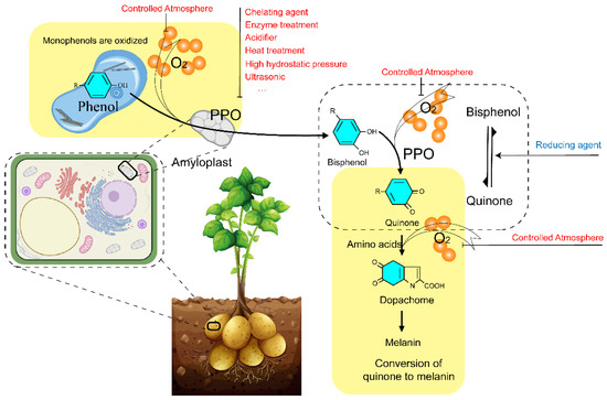 Molecules | Free Full-Text | Recent Advances of Polyphenol Oxidases in Plants