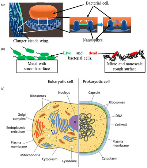 Finite Element Modelling of a Gram-Negative Bacterial Cell and ...
