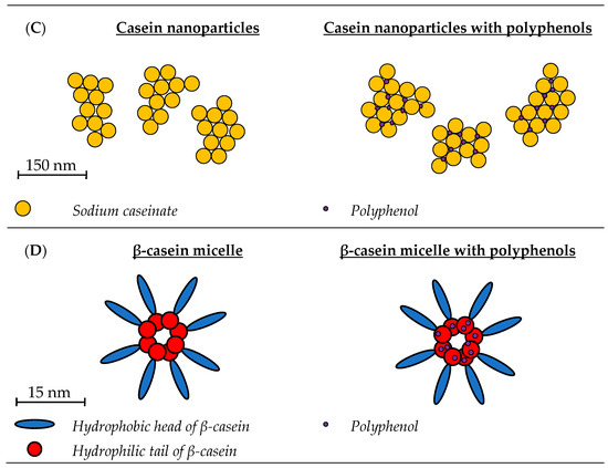 Structural, Binding and Functional Properties of Milk Protein ...