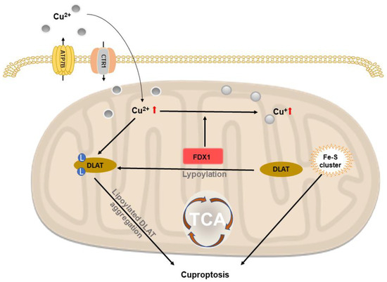 Recent Advances in Cancer Therapeutic Copper-Based Nanomaterials for ...