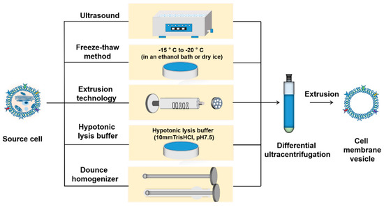 Cell Membrane Biomimetic Nanoparticles with Potential in Treatment of ...