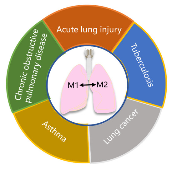 Macrophage Polarization: An Important Candidate Regulator for Lung Diseases