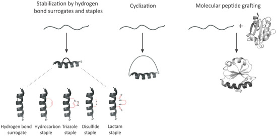 Molecular Peptide Grafting as a Tool to Create Novel Protein Therapeutics