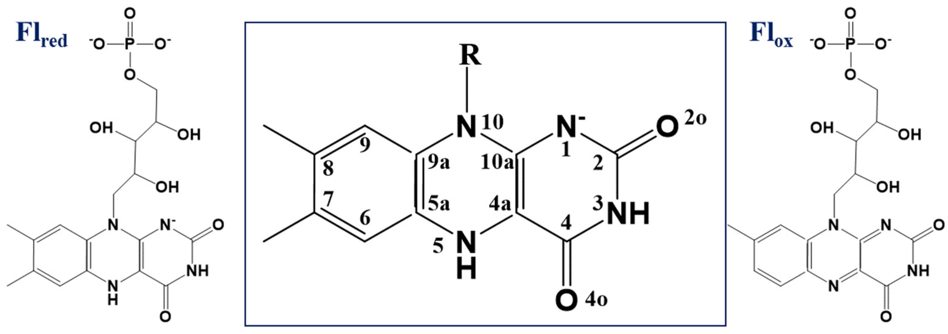 Molecules | Free Full-Text | QM/MM Modeling of the Flavin ...
