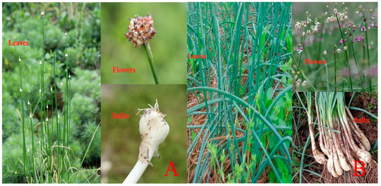 Allii Macrostemonis Bulbus: A Comprehensive Review of Ethnopharmacology ...