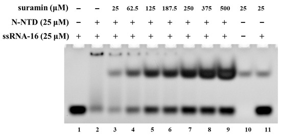 Molecules | Free Full-Text | Suramin Disturbs the Association of the N ...