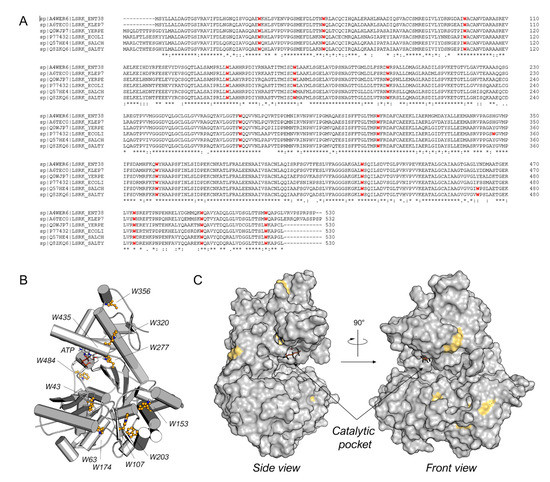 Structural Insights into the Ligand–LsrK Kinase Binding Mode: A Step ...