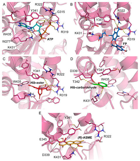 Structural Insights into the Ligand–LsrK Kinase Binding Mode: A Step ...