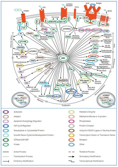Structure-Based Profiling of Potential Phytomolecules with AKT1 a Key Cancer Drug Target