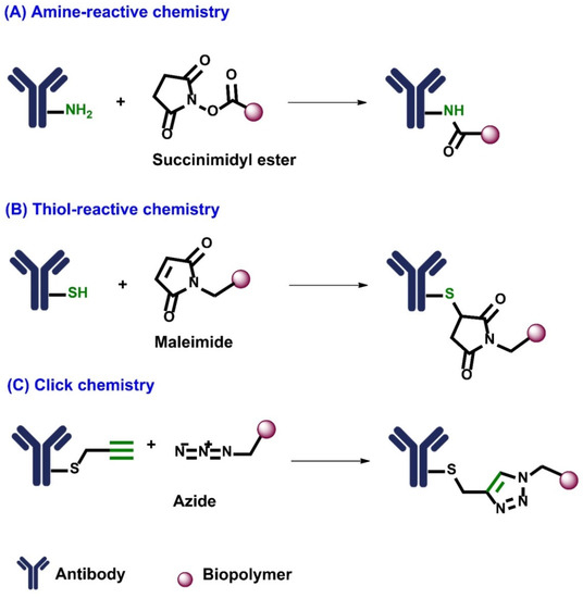 Antibody–Biopolymer Conjugates in Oncology: A Review