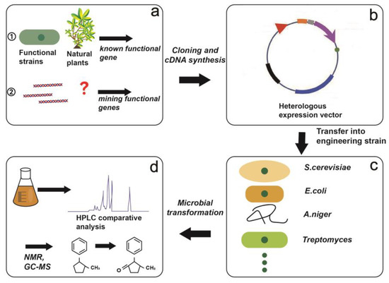 Multi-Level Optimization and Strategies in Microbial Biotransformation ...