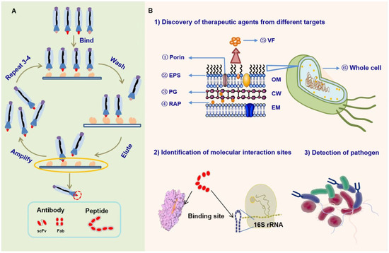Molecules Free Full Text Phage Display Derived Peptides And