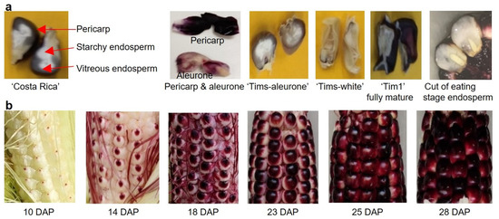 Profiling and Quantification of Anthocyanins in Purple-Pericarp ...