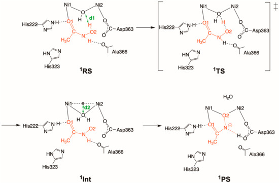 Unraveling Binding Mechanism and Stability of Urease Inhibitors: A QM ...