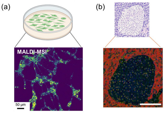 Mass Spectrometry Imaging for Single-Cell or Subcellular Lipidomics: A ...